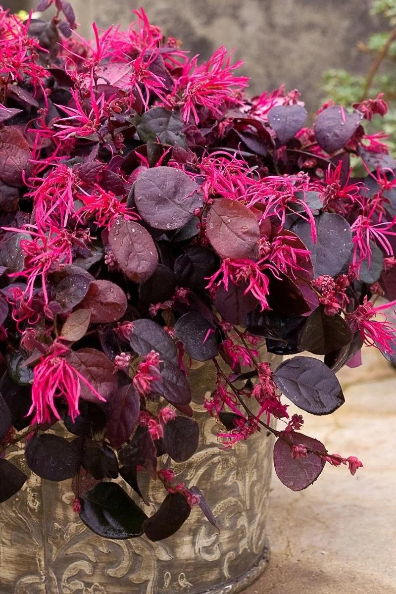 10 Goth Garden Plants: Dark Foliage Picks for a Moody Garden — Plant ...