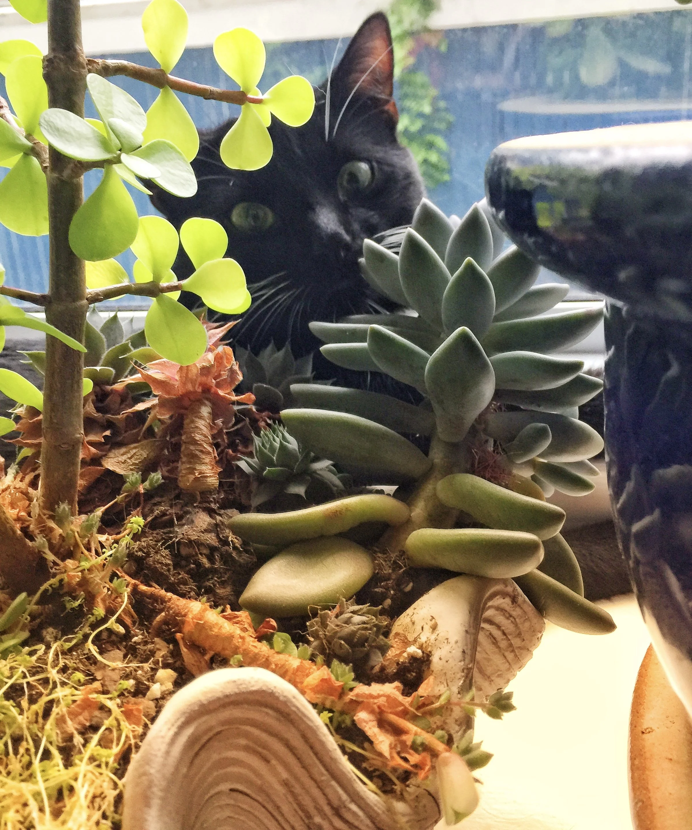 It's International Cat Day! Does your cat eat your houseplants? — Plant ...
