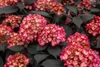 10 Goth Garden Plants: Dark Foliage Picks for a Moody Garden — Plant ...