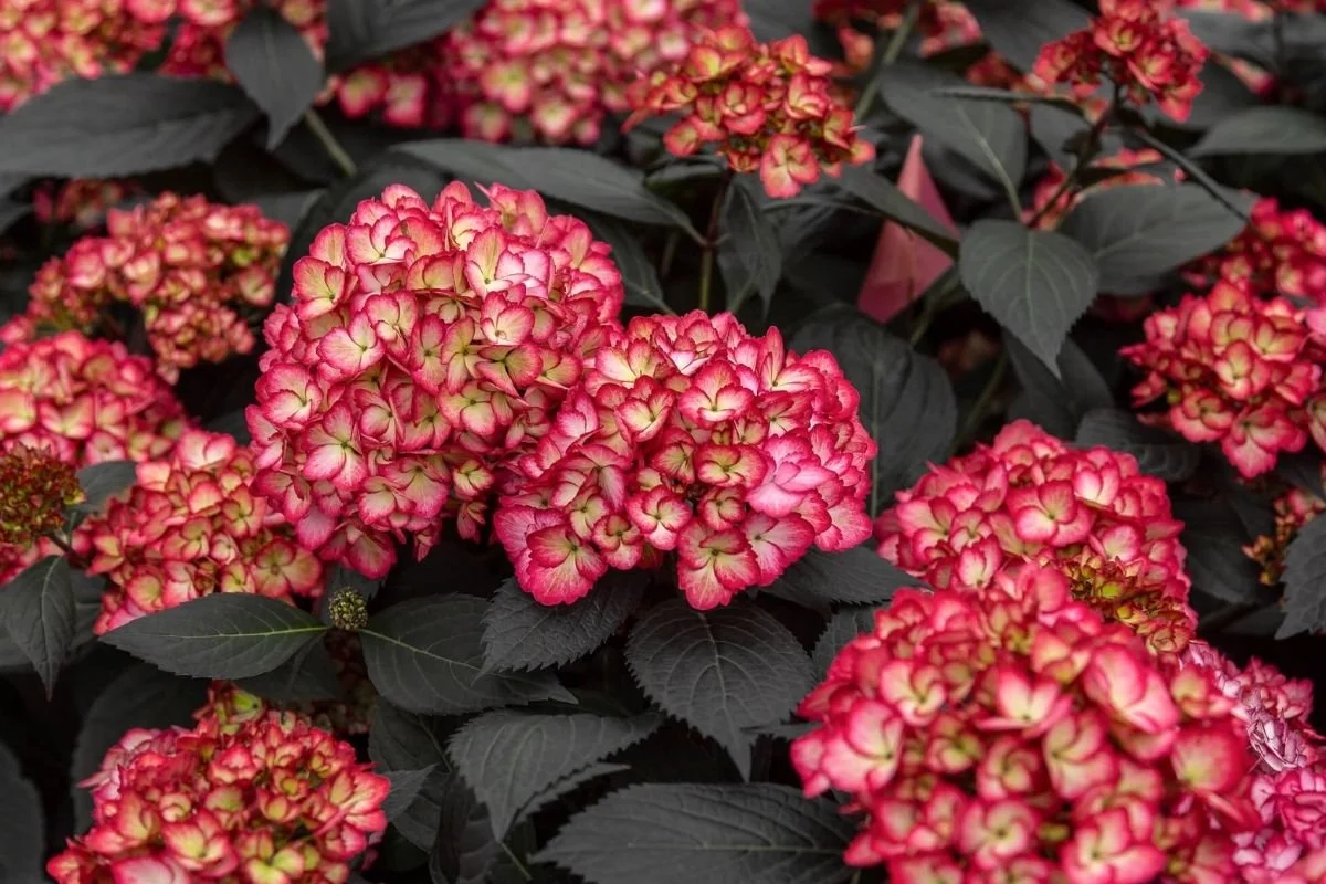 10 Goth Garden Plants: Dark Foliage Picks for a Moody Garden — Plant ...