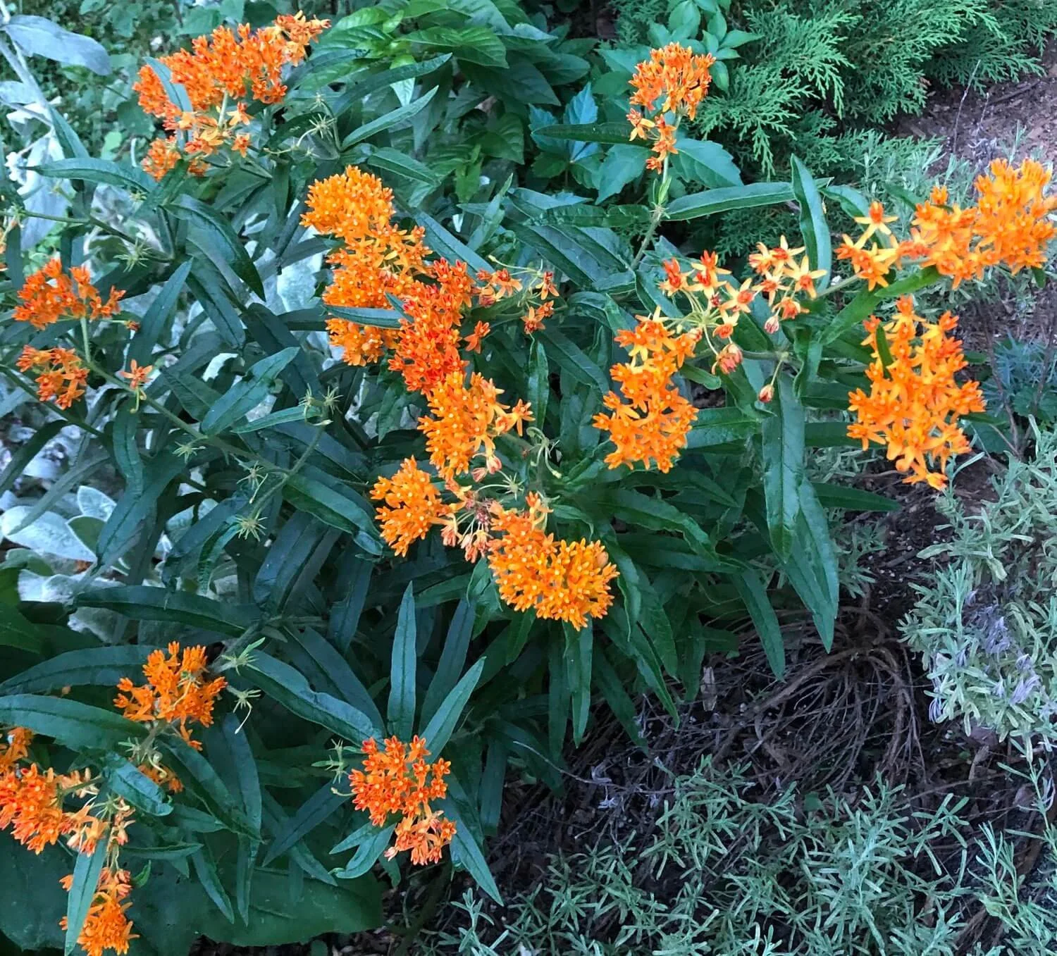 Butterfly Weed (Asclepias tuberosa) — Plant and Bloom Design Studio