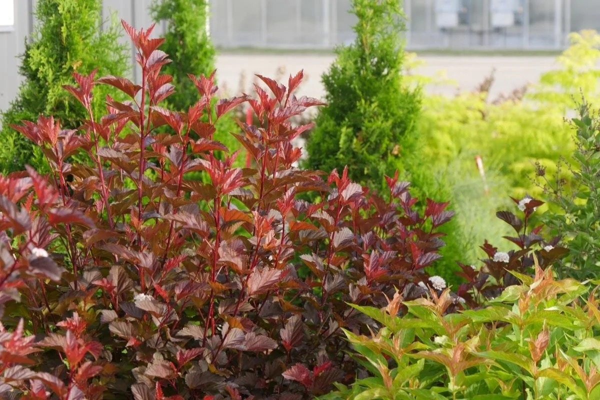 11 Wet Soil Shrubs That Absorb Water (Including Evergreens) — Plant and ...