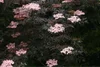 10 Goth Garden Plants: Dark Foliage Picks for a Moody Garden — Plant ...