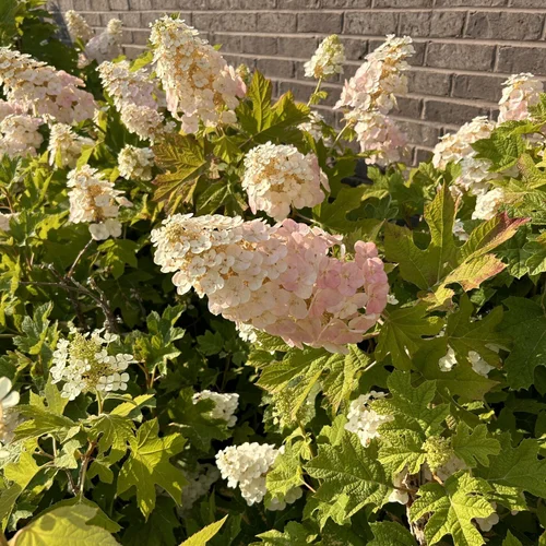 Ruby Slippers Oakleaf Hydrangea (Hydrangea quercifolia 'Ruby Slippers ...