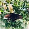 Summersweet Sweet Pepperbush — Plant and Bloom Design Studio