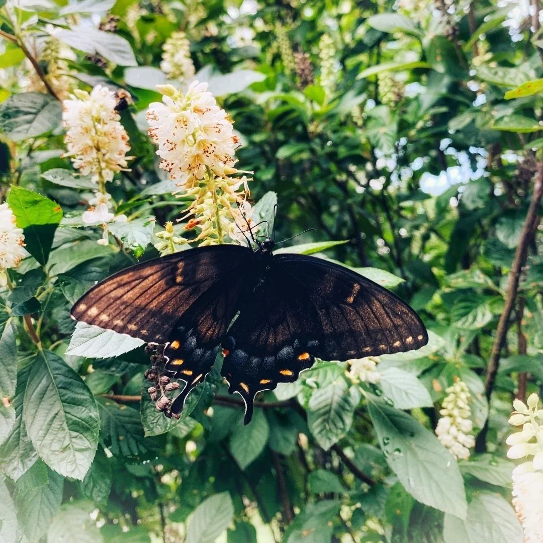 Summersweet Sweet Pepperbush — Plant and Bloom Design Studio