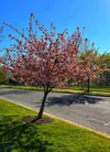 Kwanzan Cherry Tree (Prunus serrulata 'Kanzan') — Plant and Bloom ...