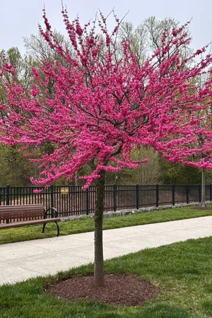Appalachian Red Redbud — Plant and Bloom Design Studio