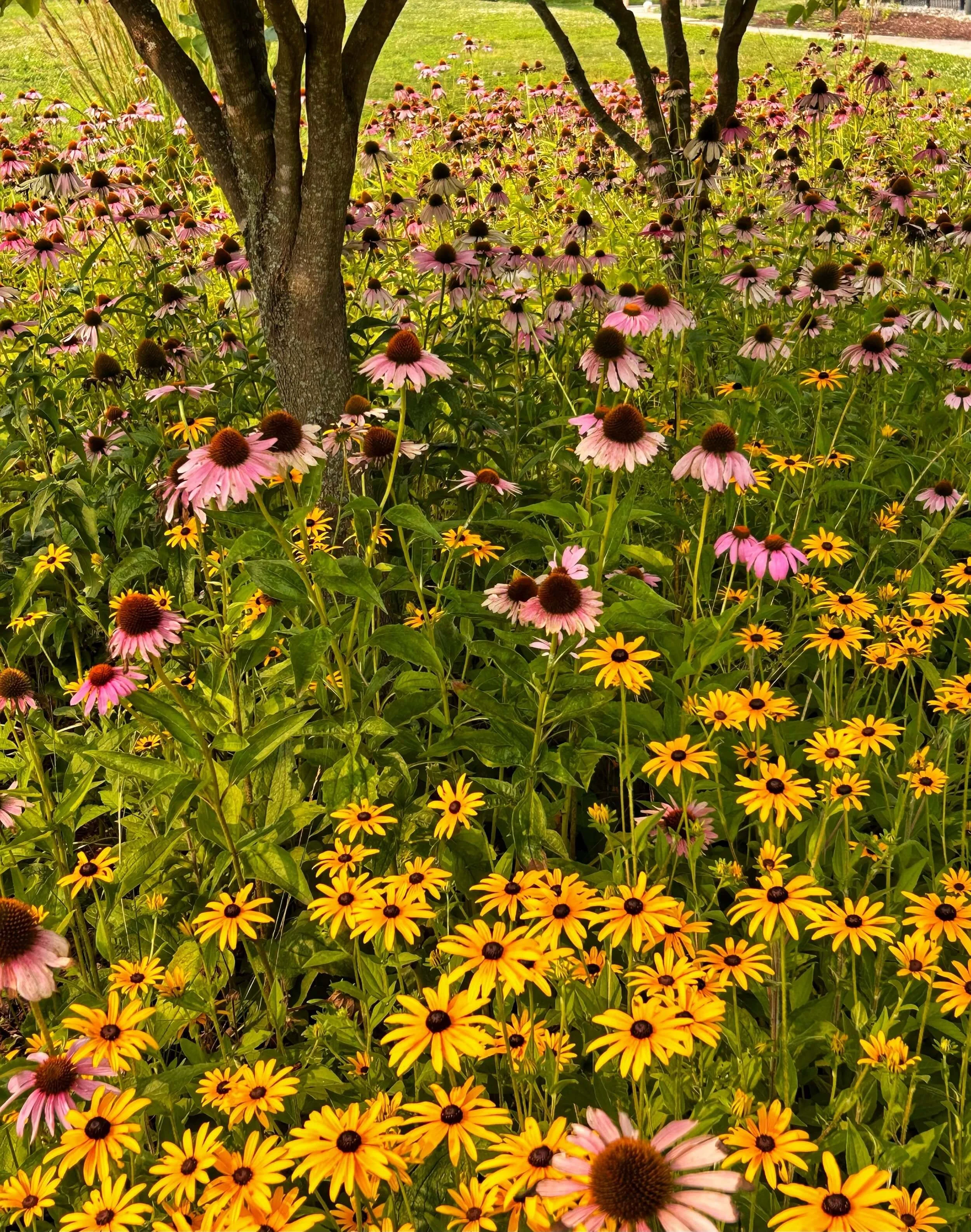 Purple Coneflower (Echinacea purpurea) — Plant and Bloom Design Studio