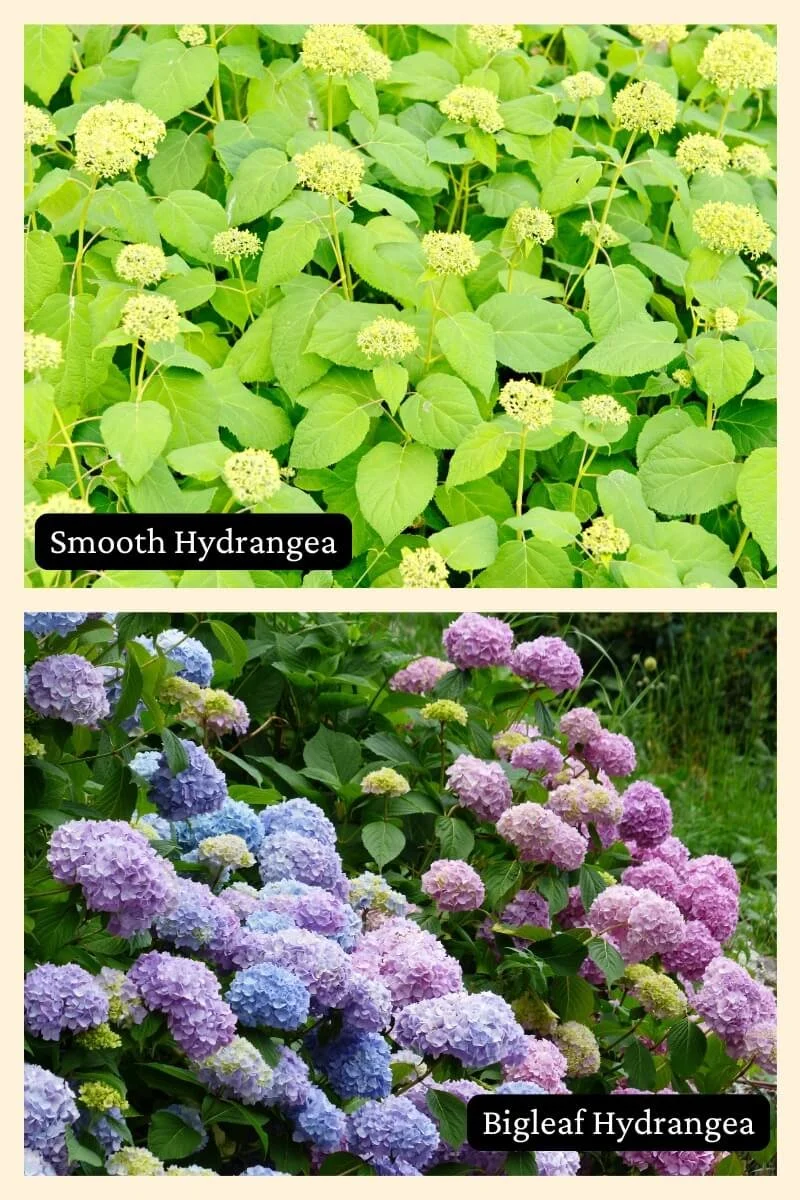 Smooth Hydrangea (Hydrangea arborescens) — Plant and Bloom Design Studio