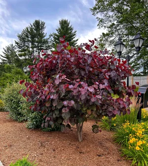 Merlot Redbud (Cercis 'Merlot') — Plant and Bloom Design Studio