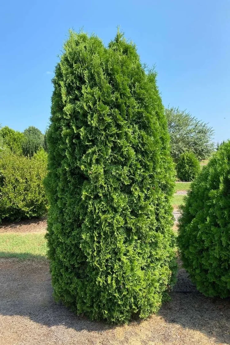 10 Tall Narrow Plants for Privacy and Screening — Plant and Bloom ...