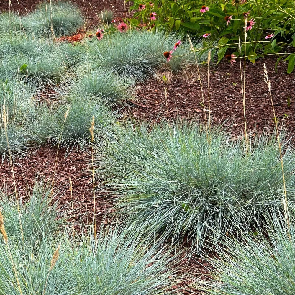 Blue Fescue (Festuca glauca), a Colorful Blue Grass — Plant and Bloom ...