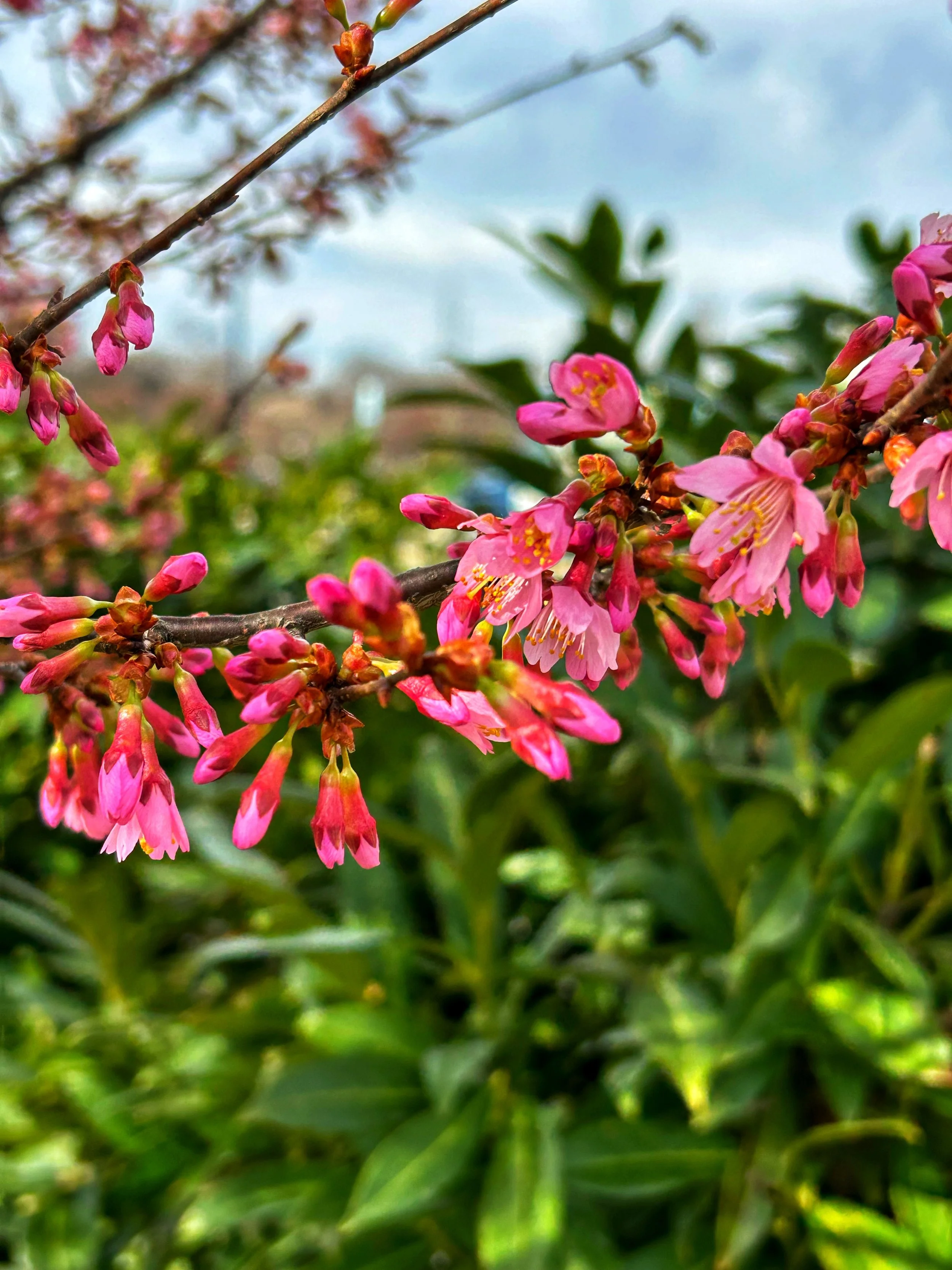 Okame Cherry Tree Prunus x incam Prunus x encamp — Plant and Bloom ...