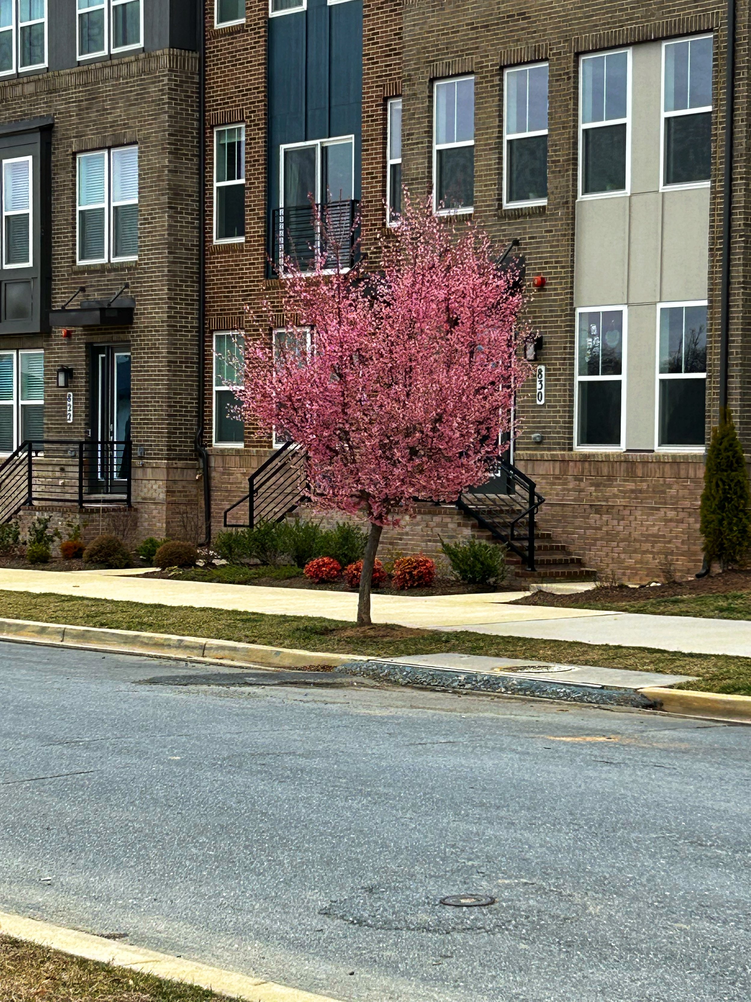 Okame Cherry Tree (Prunus 'Okame') — Plant and Bloom Design Studio