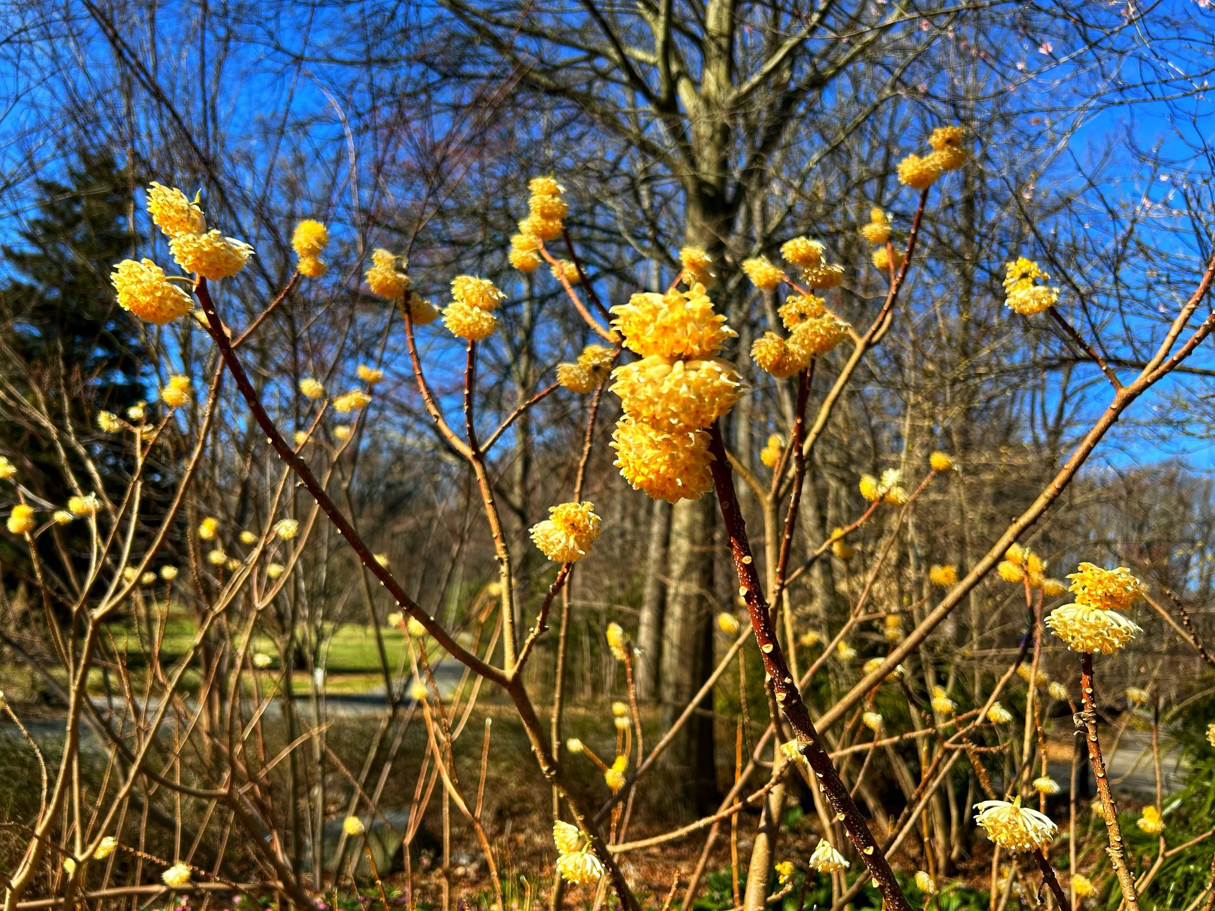 Paperbush (Edgeworthia Chrysantha) — Plant and Bloom Design Studio