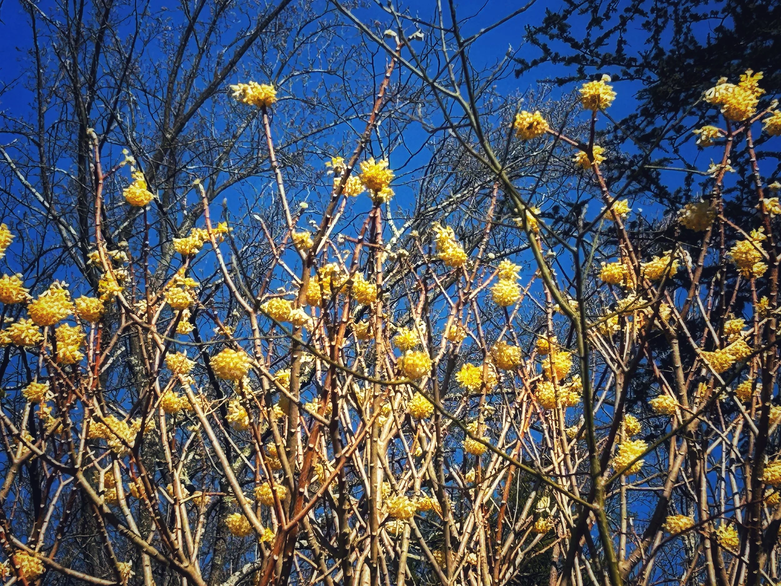 Paperbush (Edgeworthia Chrysantha) — Plant and Bloom Design Studio