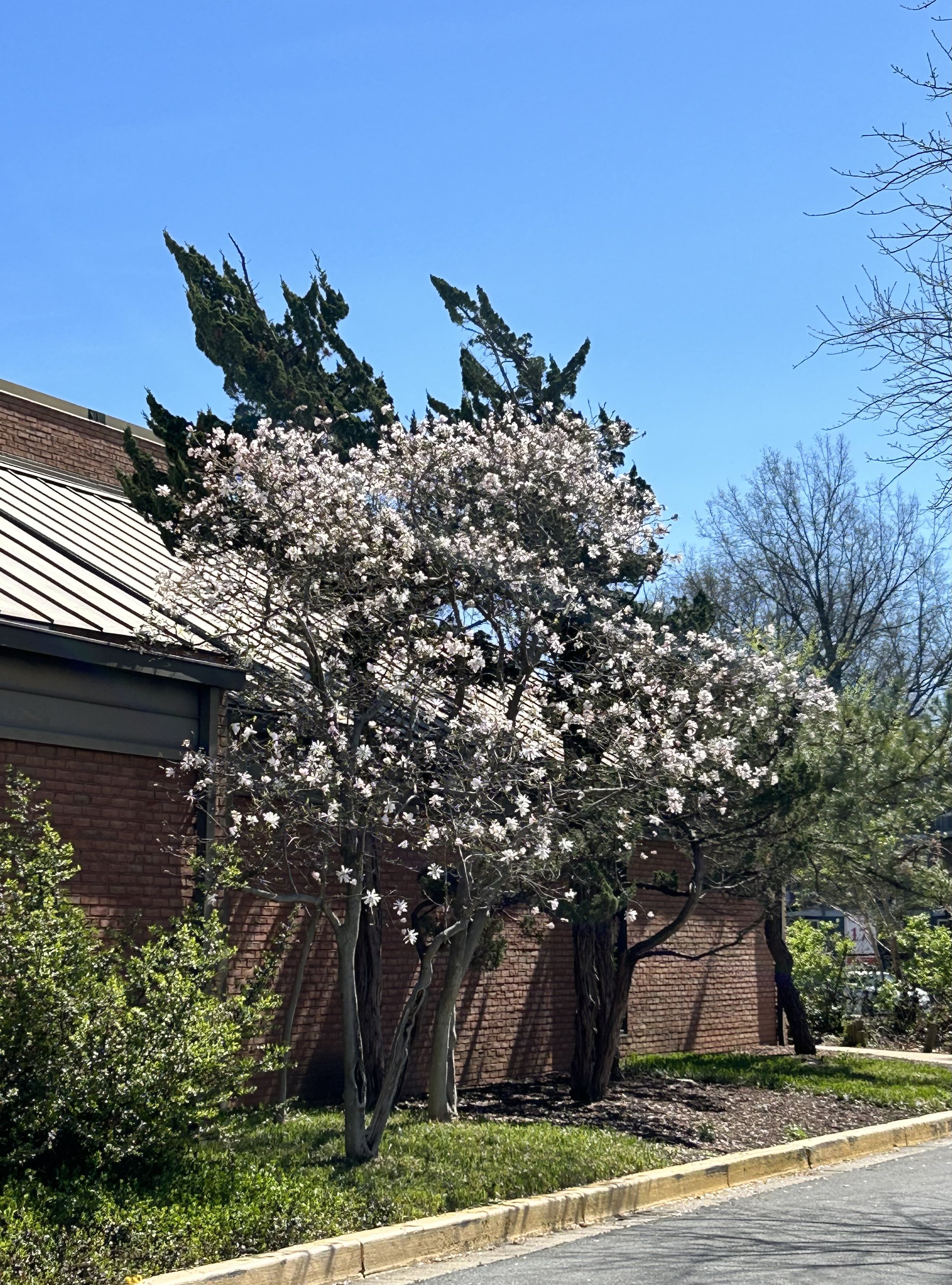 Star Magnolia (Magnolia stellata) — Plant and Bloom Design Studio