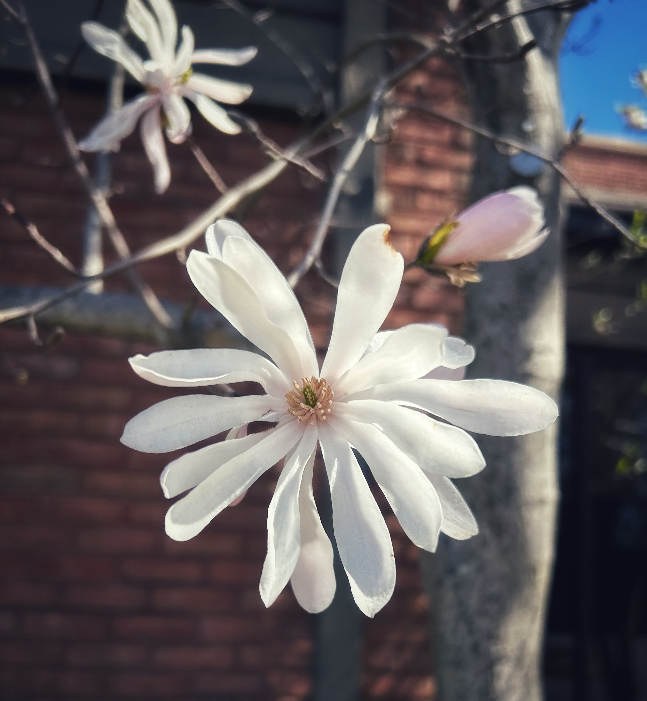 Star Magnolia (Magnolia stellata) — Plant and Bloom Design Studio