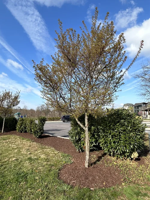 Okame Cherry Tree Prunus x incam Prunus x encamp — Plant and Bloom ...