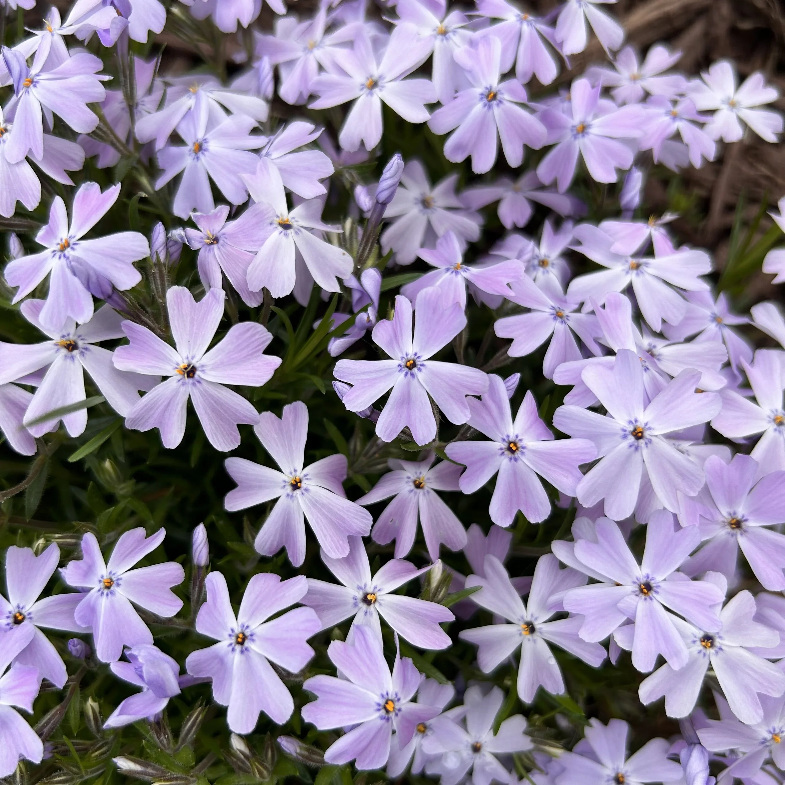 Emerald Blue Creeping Phlox (Phlox subulata 'Emerald Blue') — Plant and ...