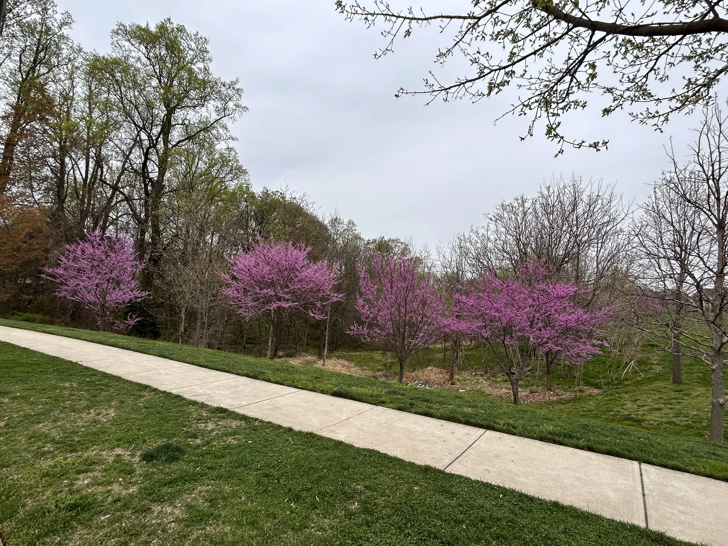 Eastern Redbud (Cercis canadensis). — Plant and Bloom Design Studio