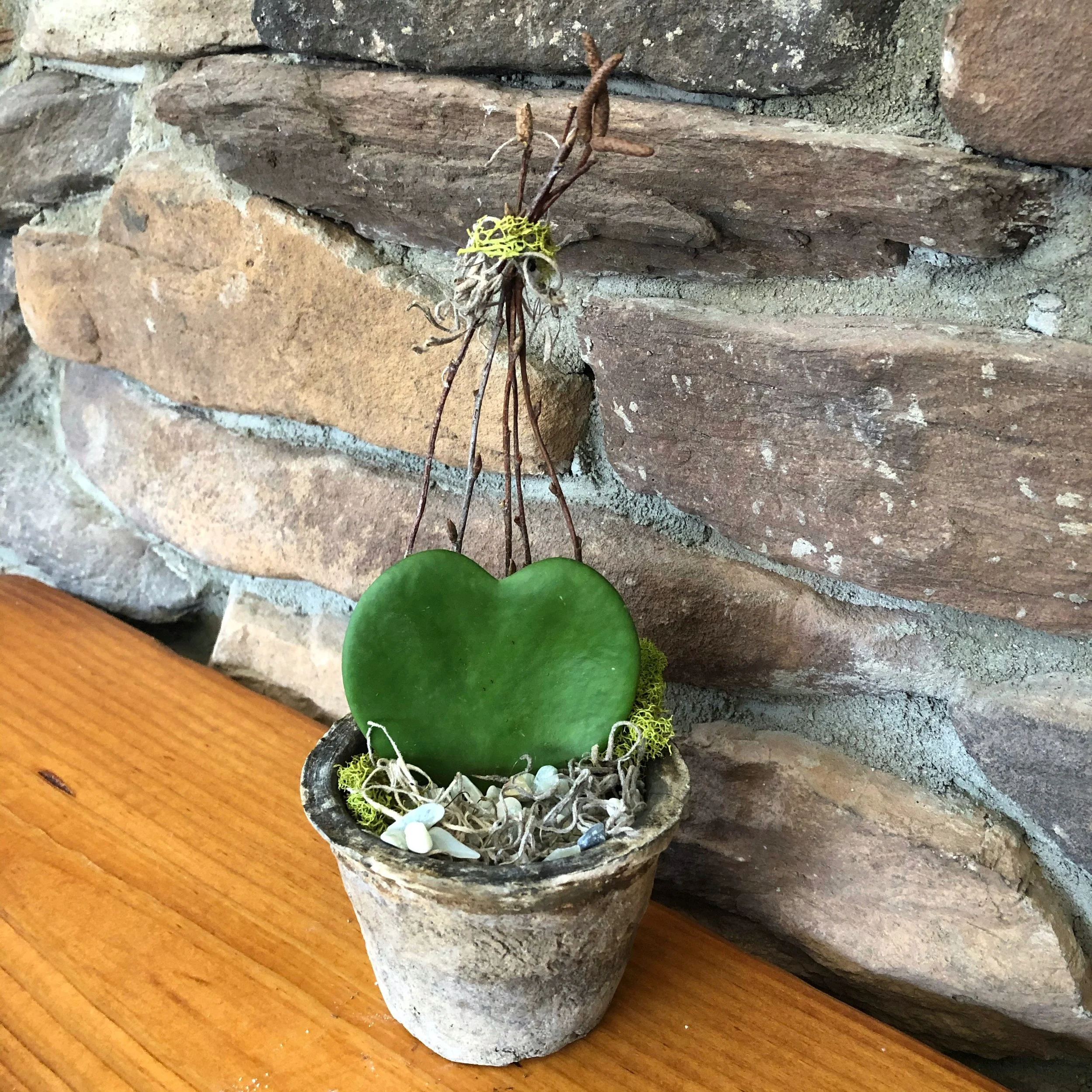 Easy DIY Valentine Gift - A Hoya Heart (Hoya Kerri) with Birch Twig ...