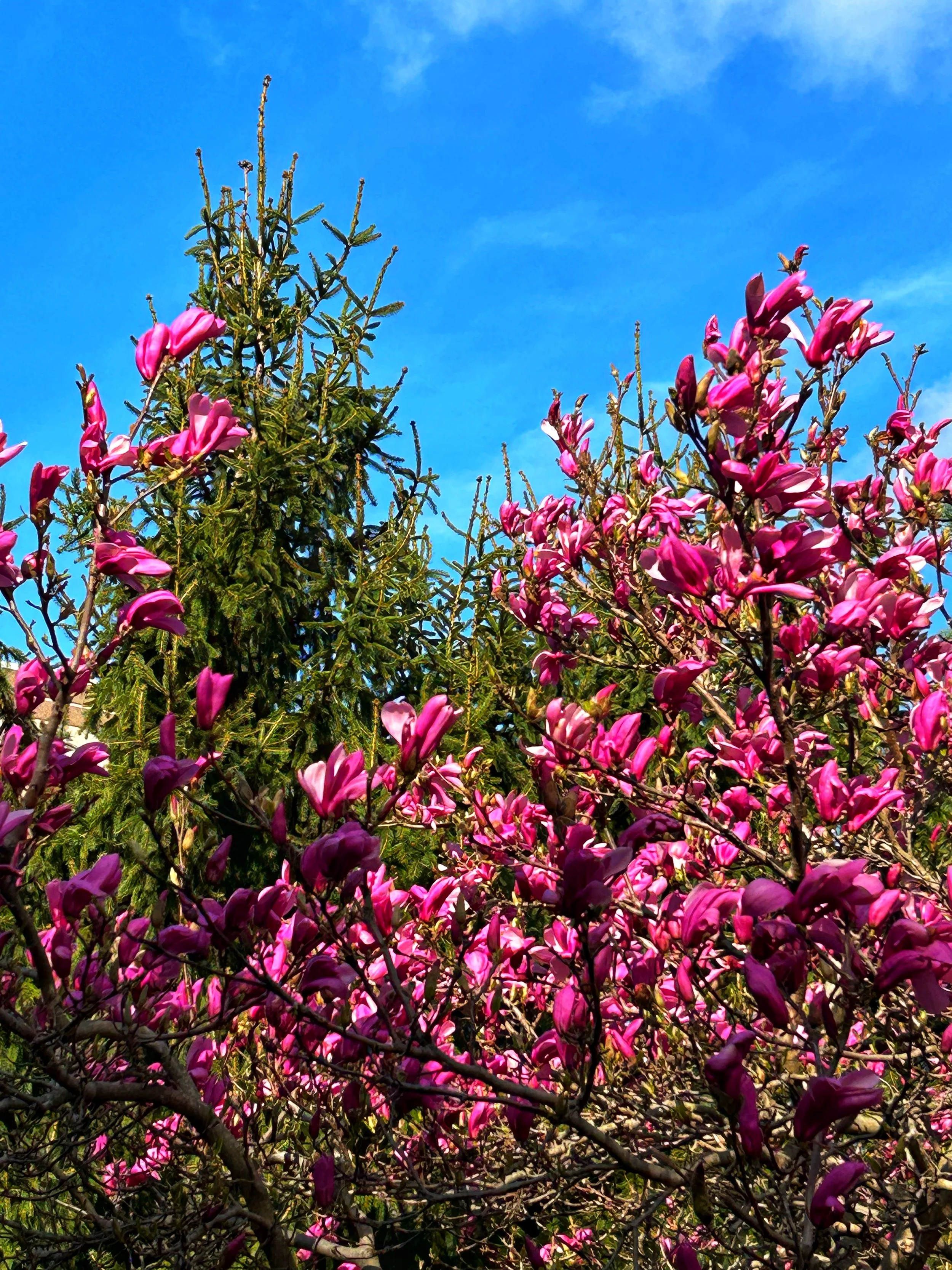 The Little Girl Hybrid Magnolias — Plant and Bloom Design Studio