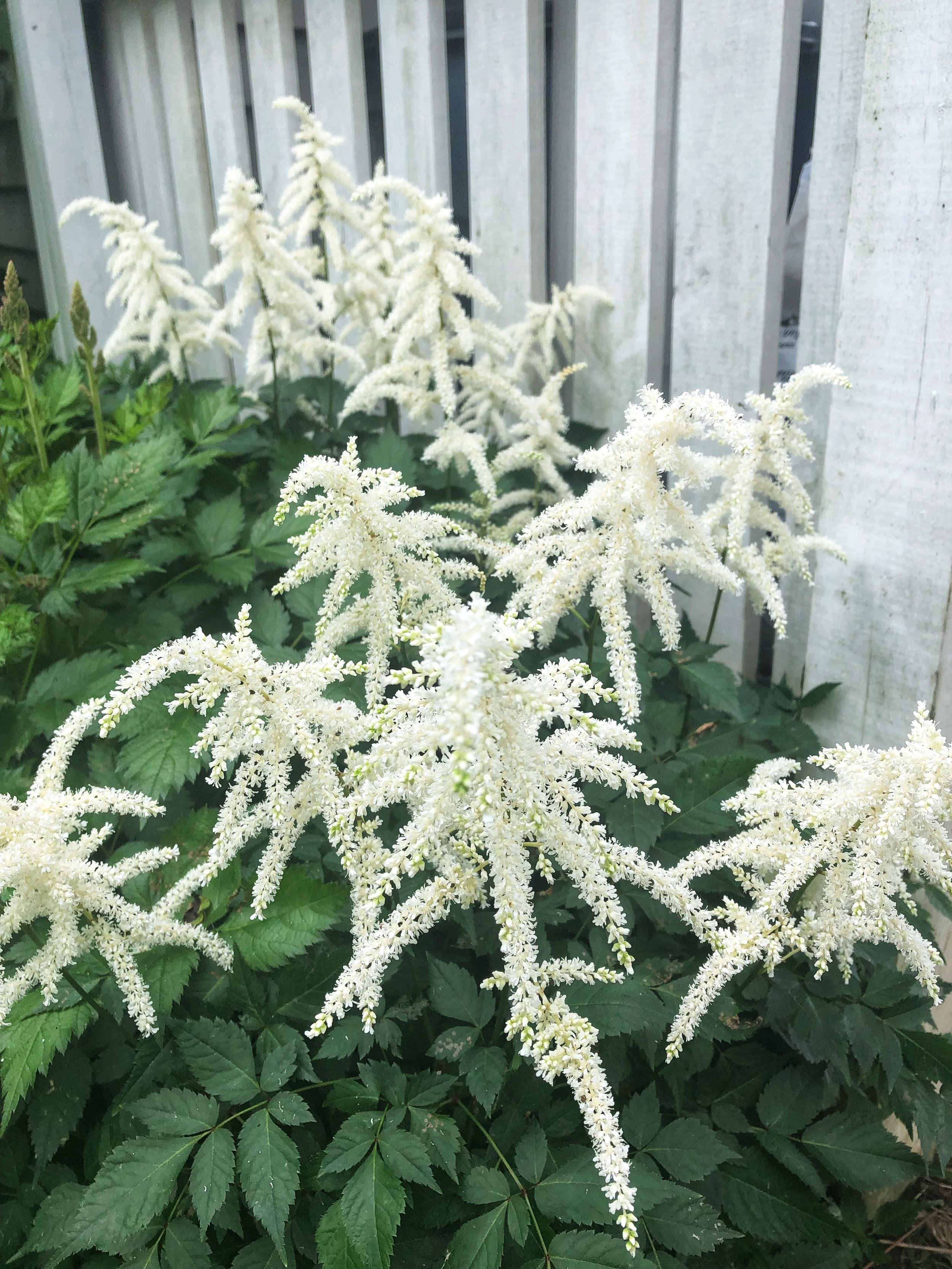 Astilbe — Plant and Bloom Design Studio
