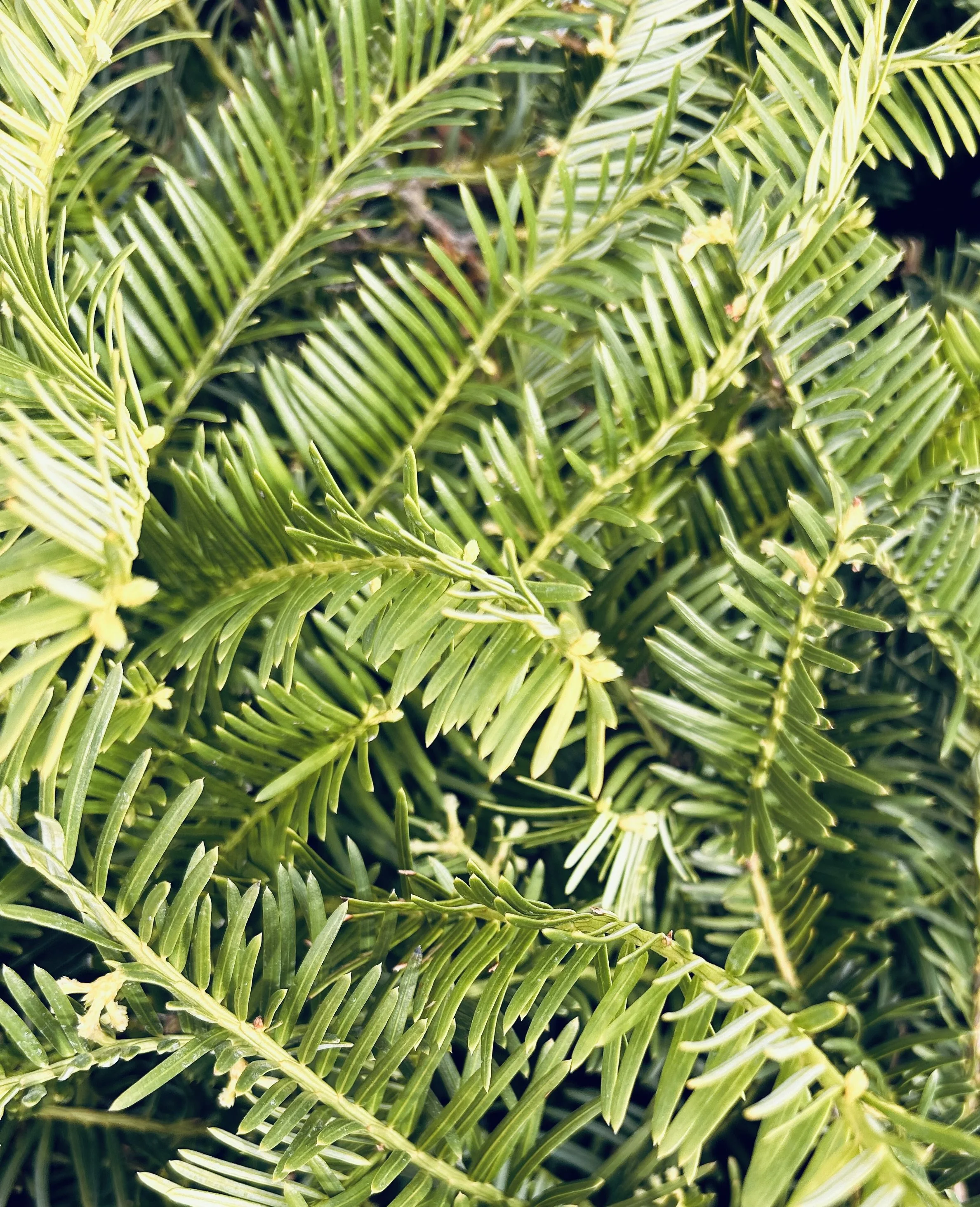 Spreading Japanese Plum Yew (Cephalotaxus harringtonia 'Prostrata ...