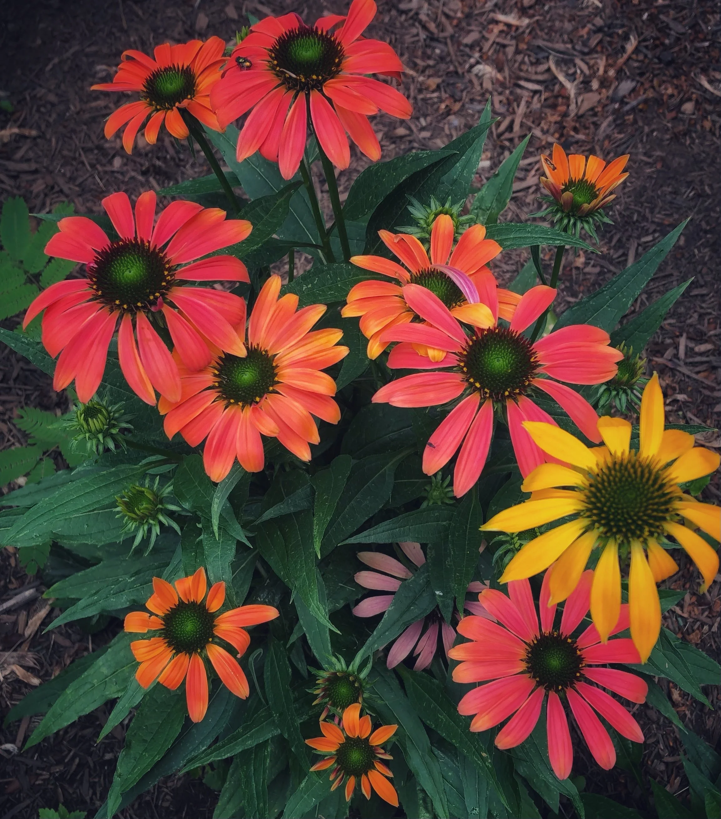 Cheyenne Spirit Coneflower (Echinacea 'Cheyenne Spirit') — Plant and ...