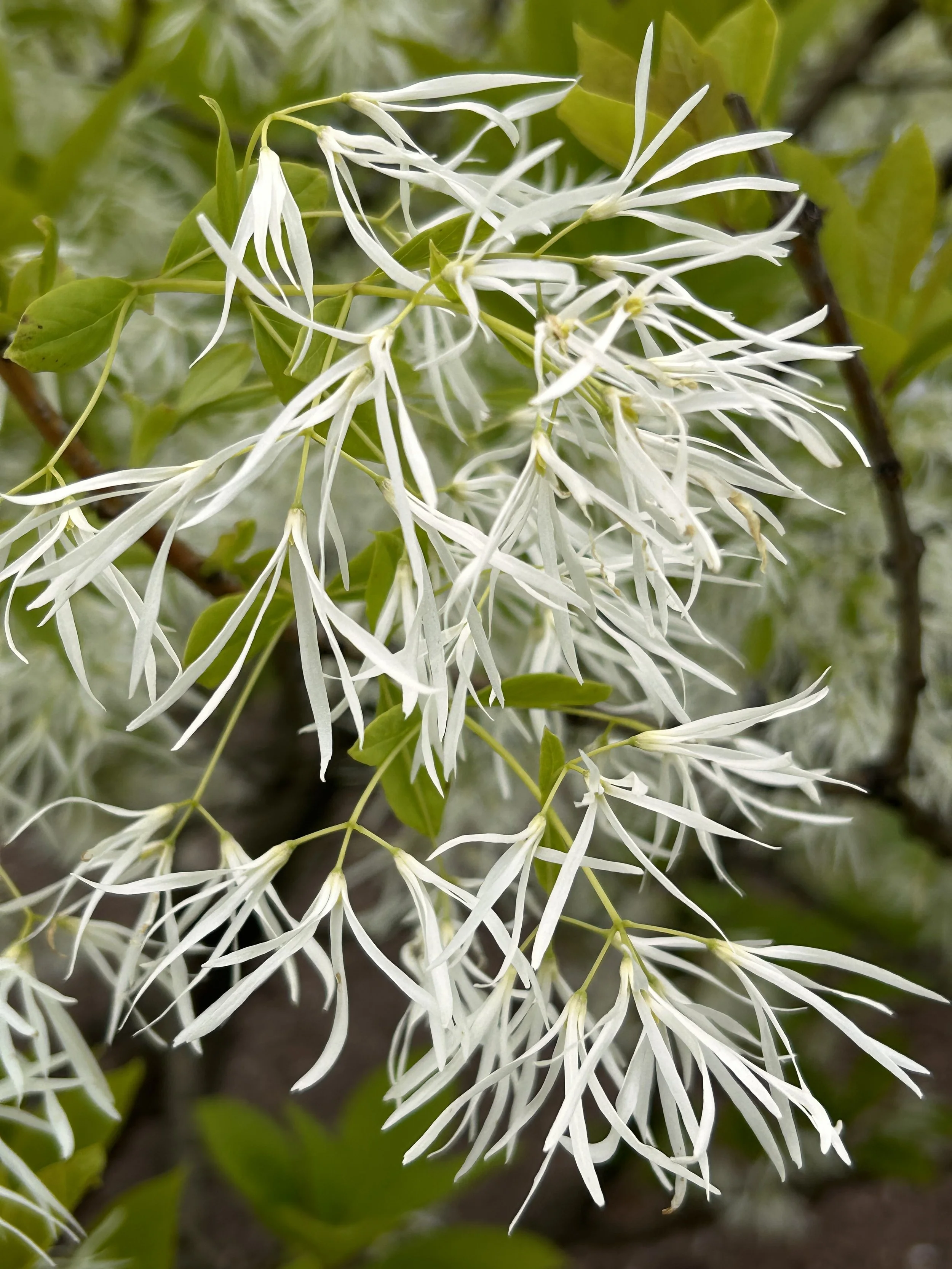 White Fringetree (Chionanthus virginicus) — Plant and Bloom Design Studio