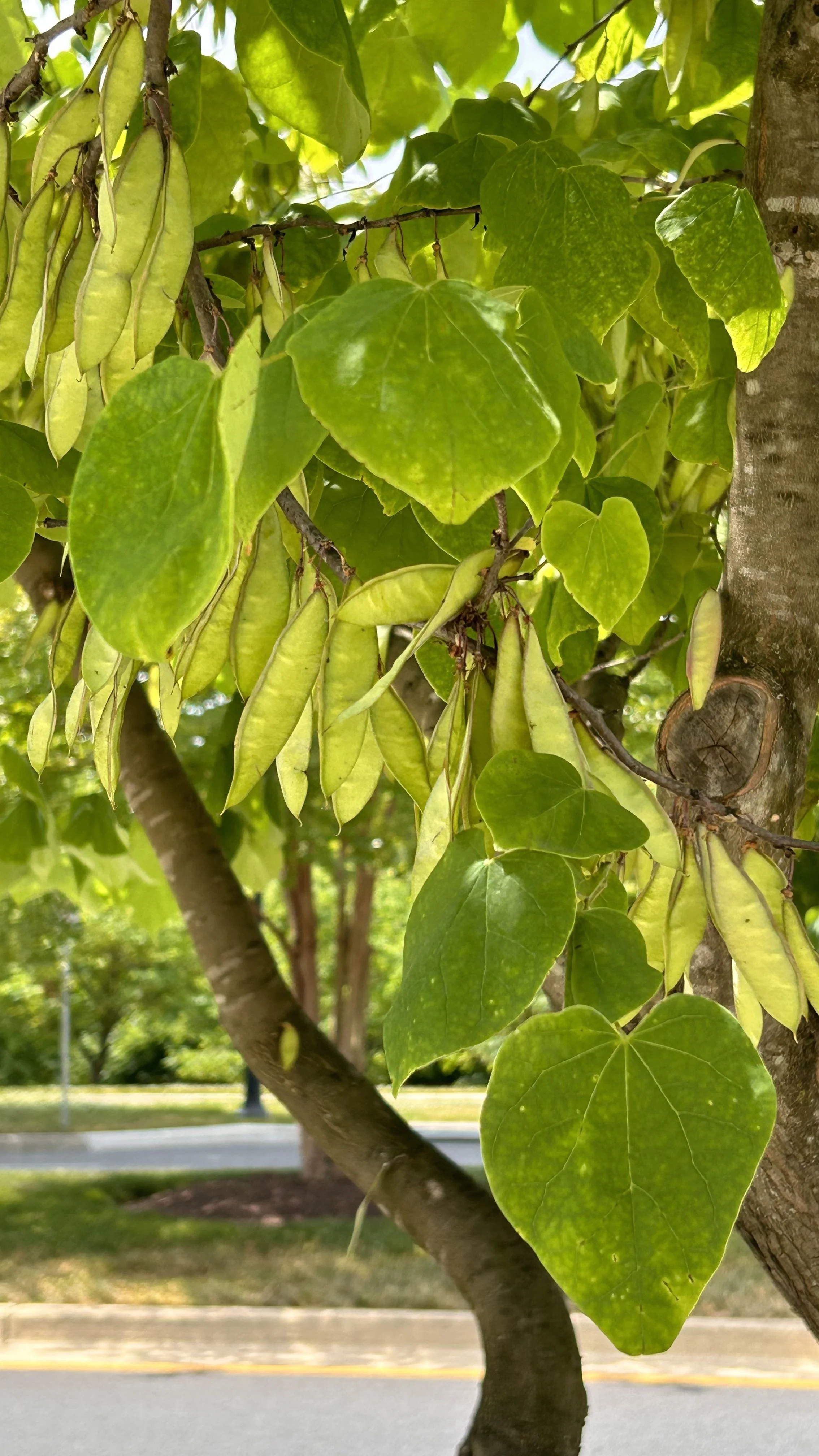 Eastern Redbud (Cercis canadensis). — Plant and Bloom Design Studio