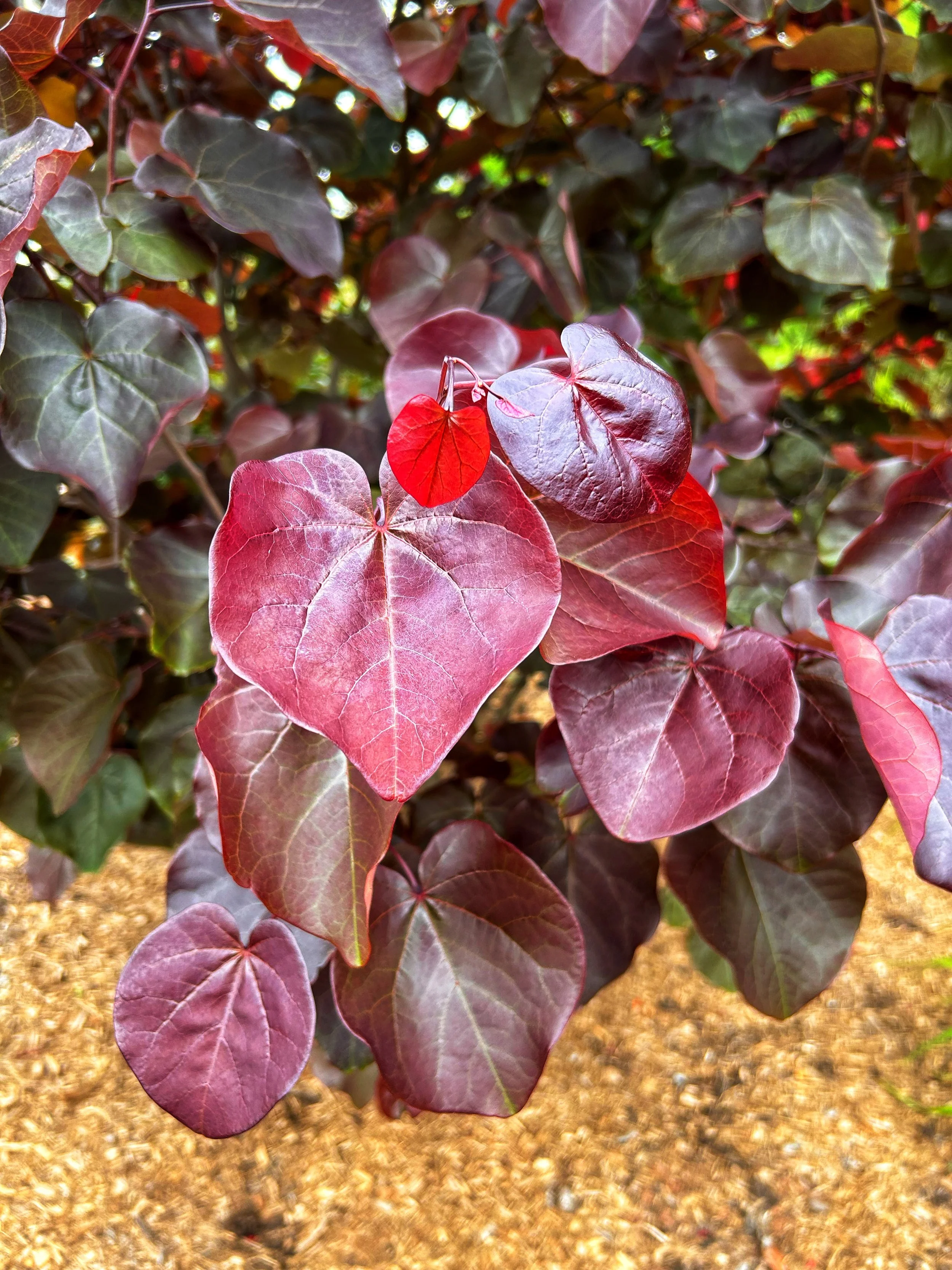 Merlot Redbud (Cercis 'Merlot') — Plant and Bloom Design Studio