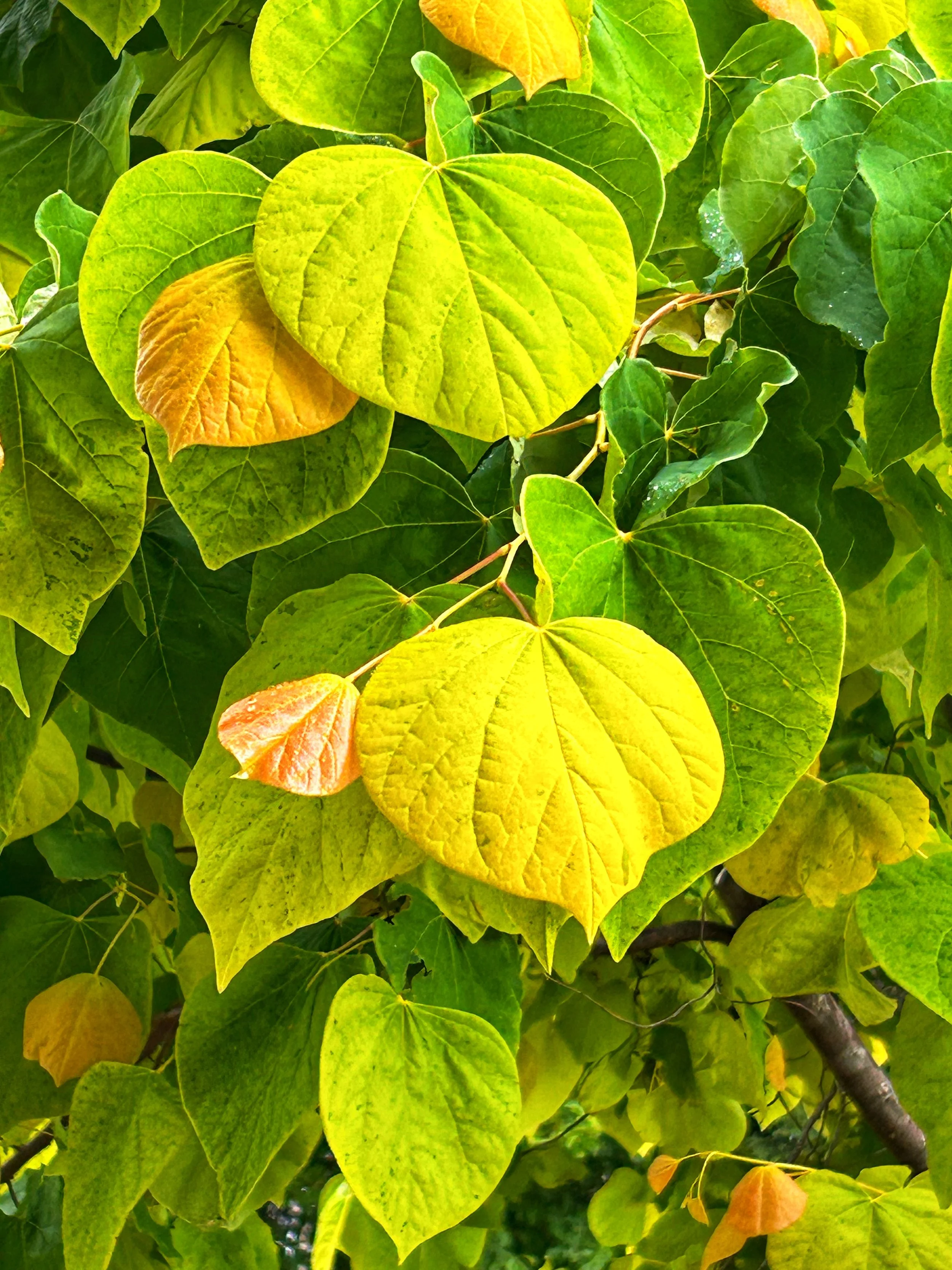 The Rising Sun™ Redbud (Cercis canadensis 'JN2' The Rising Sun ...