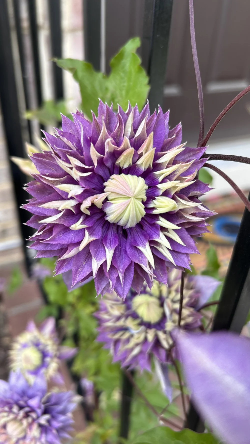 Plant and Bloom Design Studio