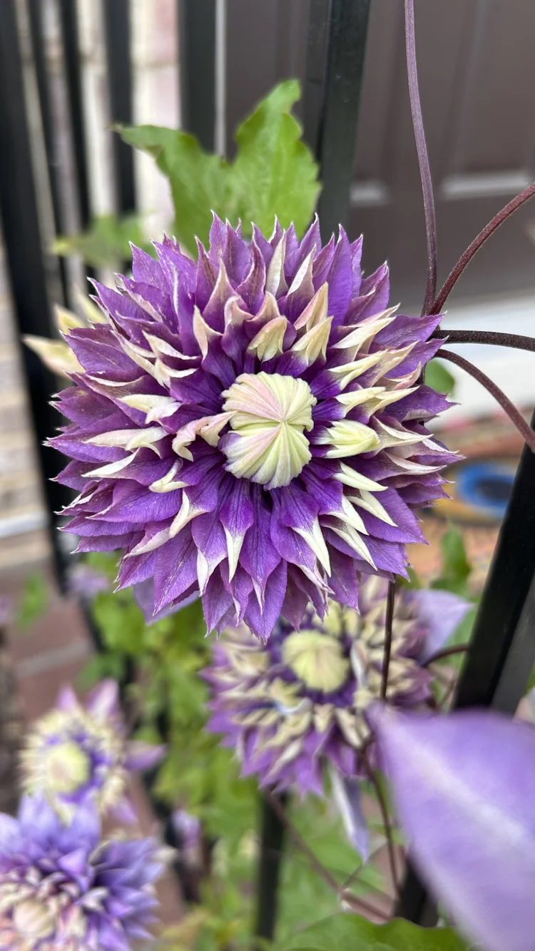 Plant and Bloom Design Studio