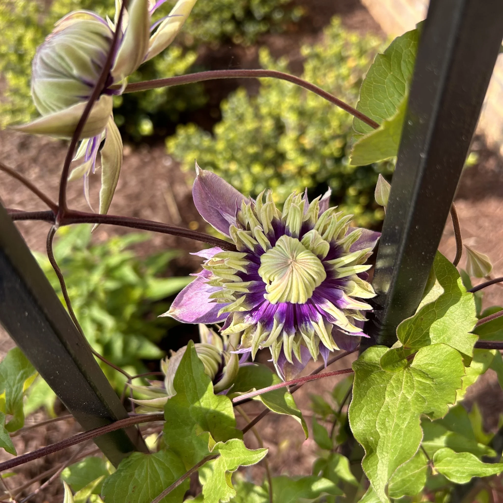 Transform Your Outdoor Space with Landscaping Ideas for Clematis Taiga ...