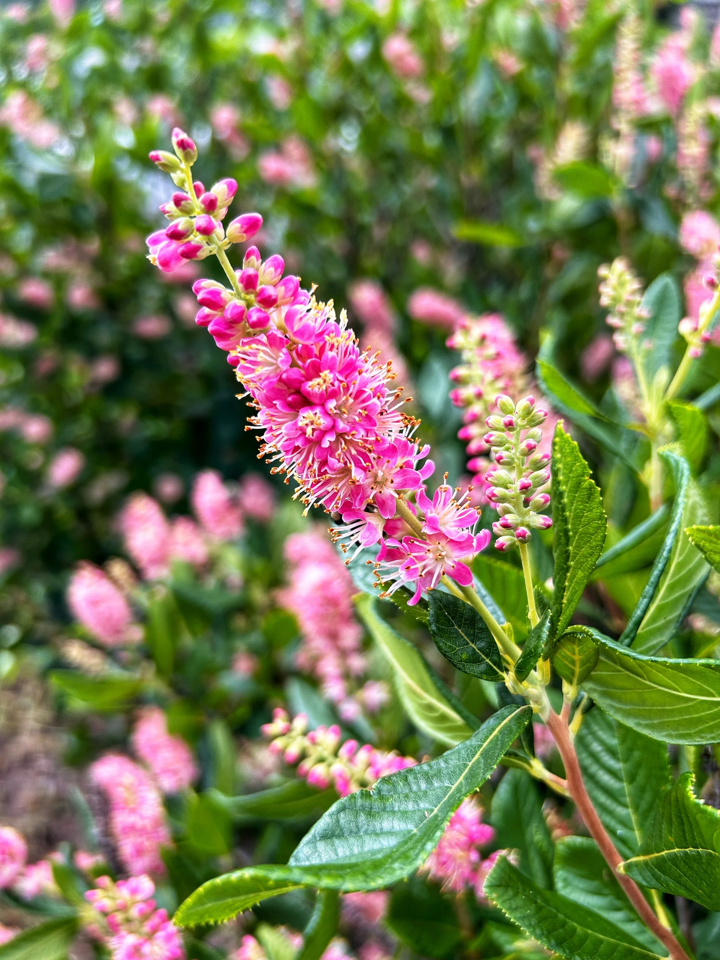 Ruby Spice Summersweet Clethra (Clethra alnifolia 'Ruby Spice') — Plant ...