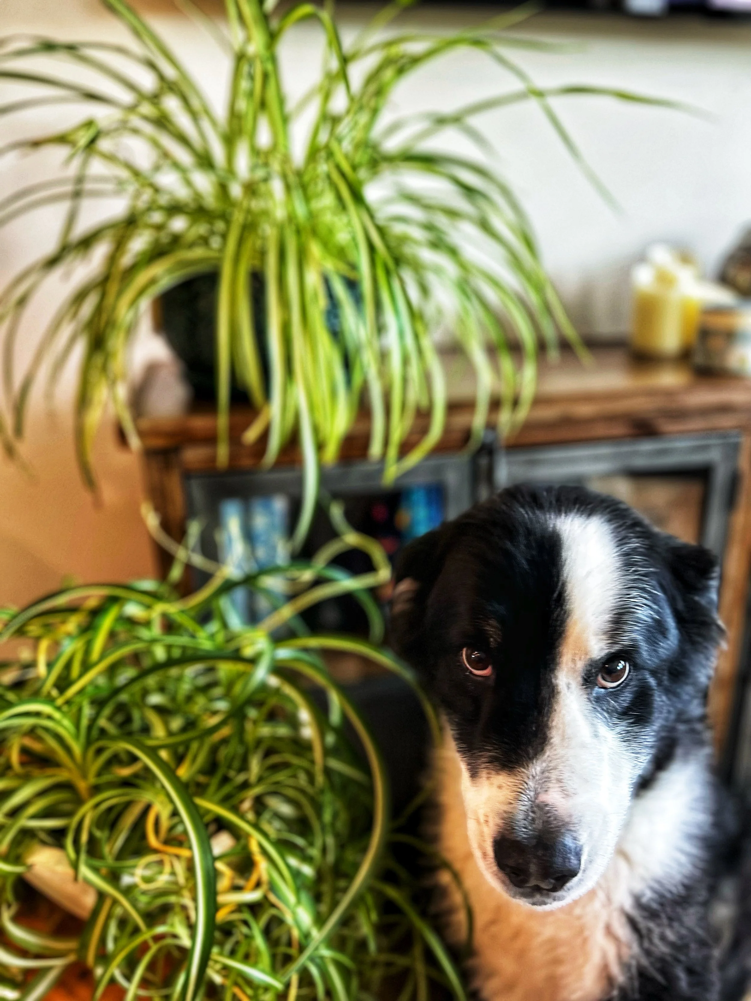 It's National Dog Day! Which Plants are Toxic to Dogs? — Plant and ...