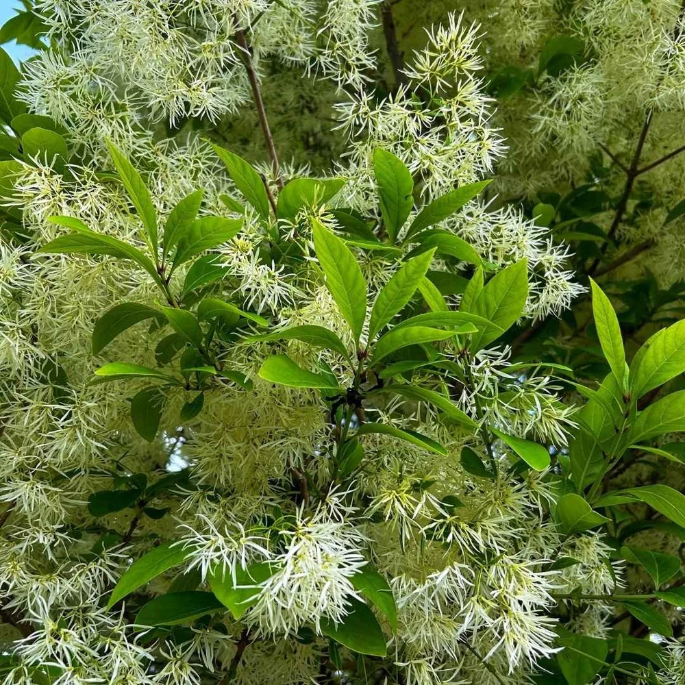 The White Fringetree — Plant and Bloom Design Studio