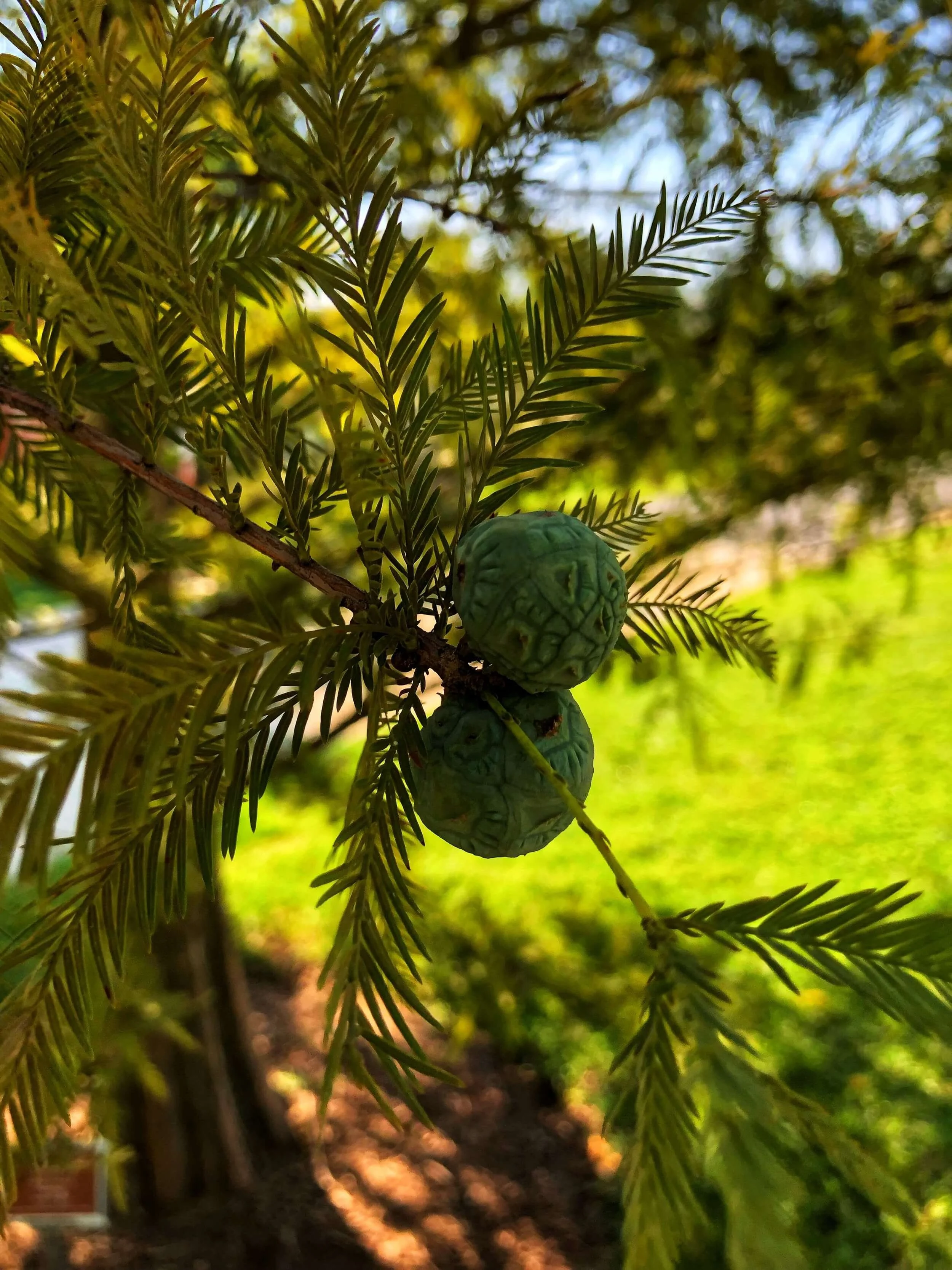 Plant and Bloom Design Studio