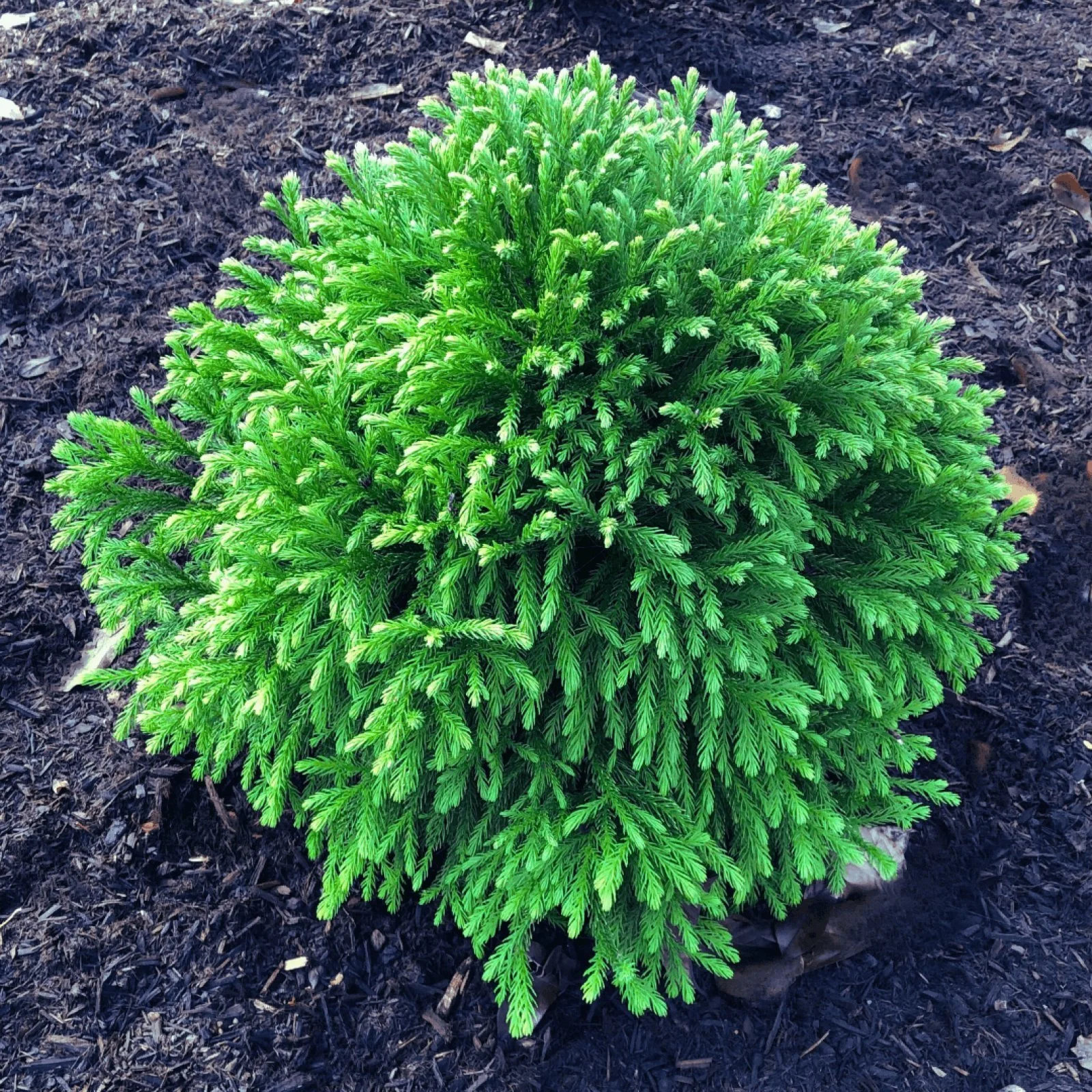 Dwarf Japanese Cedar (Cryptomeria japonica 'Globosa nana') — Plant and ...