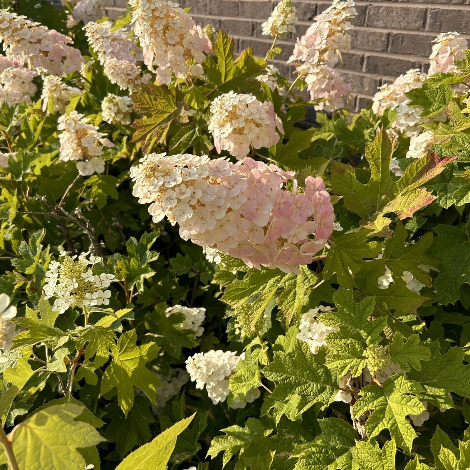 Oakleaf Hydrangea (Hydrangea quercifolia) — Plant and Bloom Design Studio