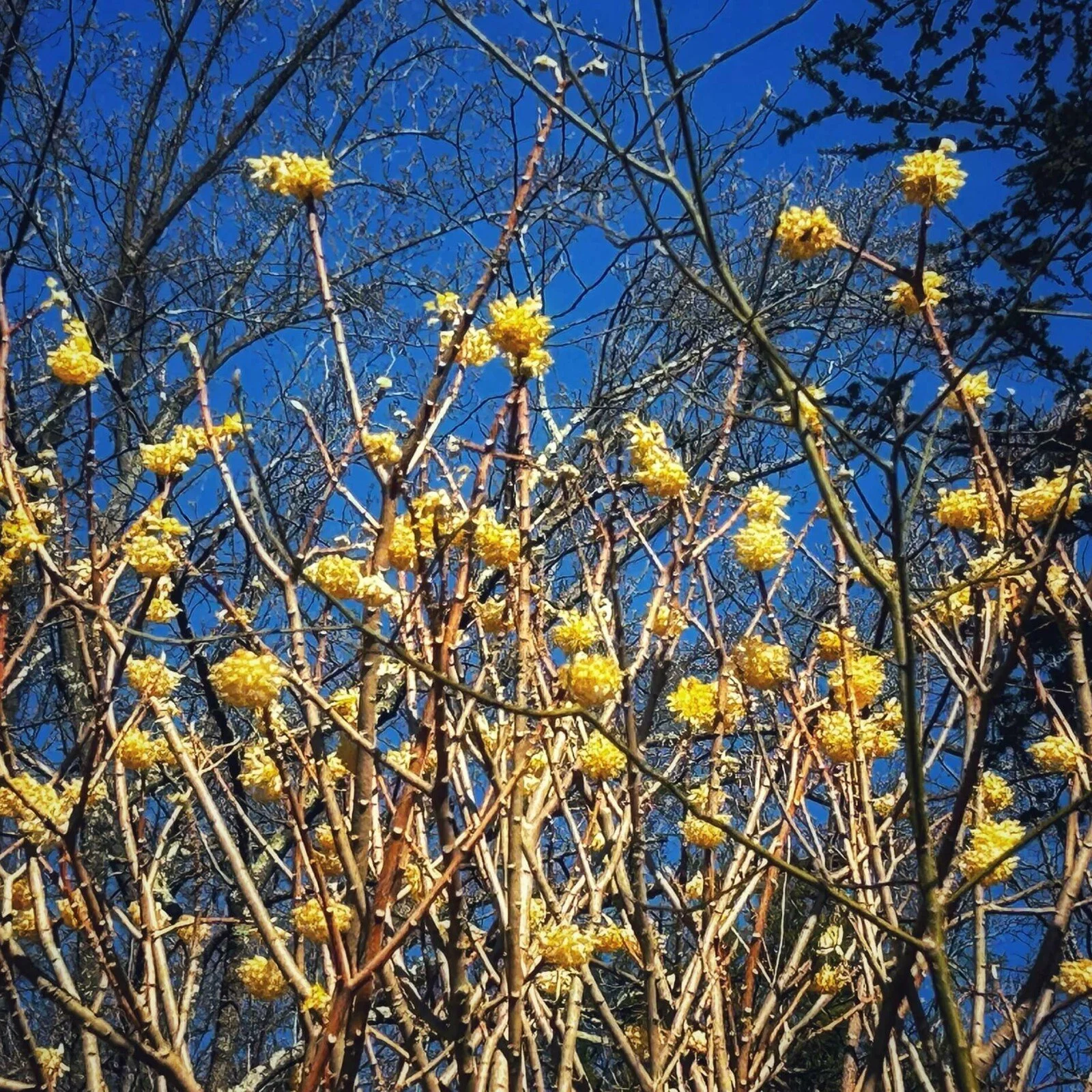 Paperbush (Edgeworthia Chrysantha) — Plant and Bloom Design Studio