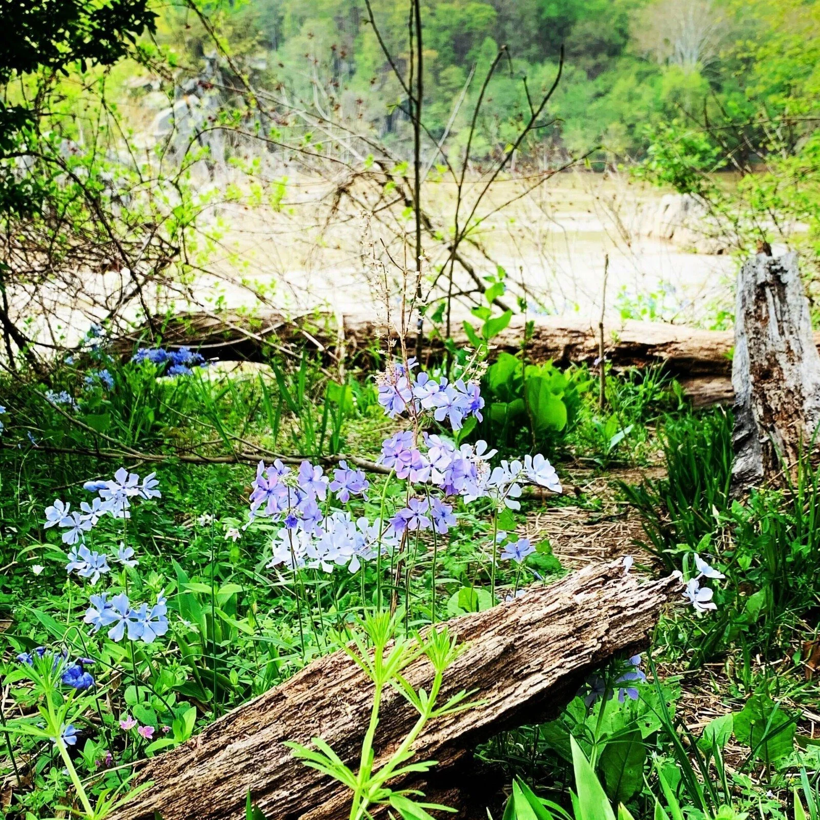 Woodland Phlox (Phlox divaricata) — Plant and Bloom Design Studio