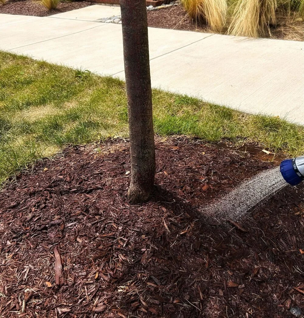How to Water a Tree - Watering Strategies for Happy and Healthy Trees ...