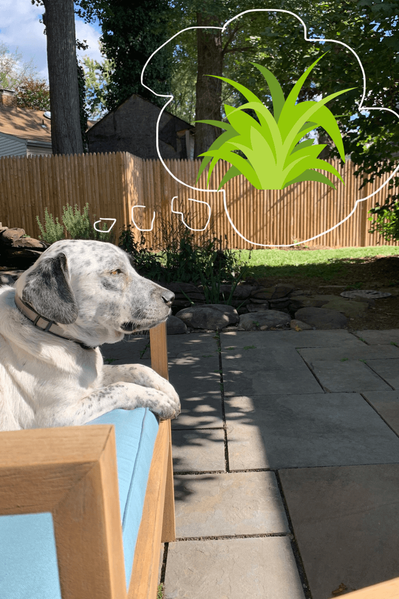 Chinaberry Tree Poisonous For Dogs