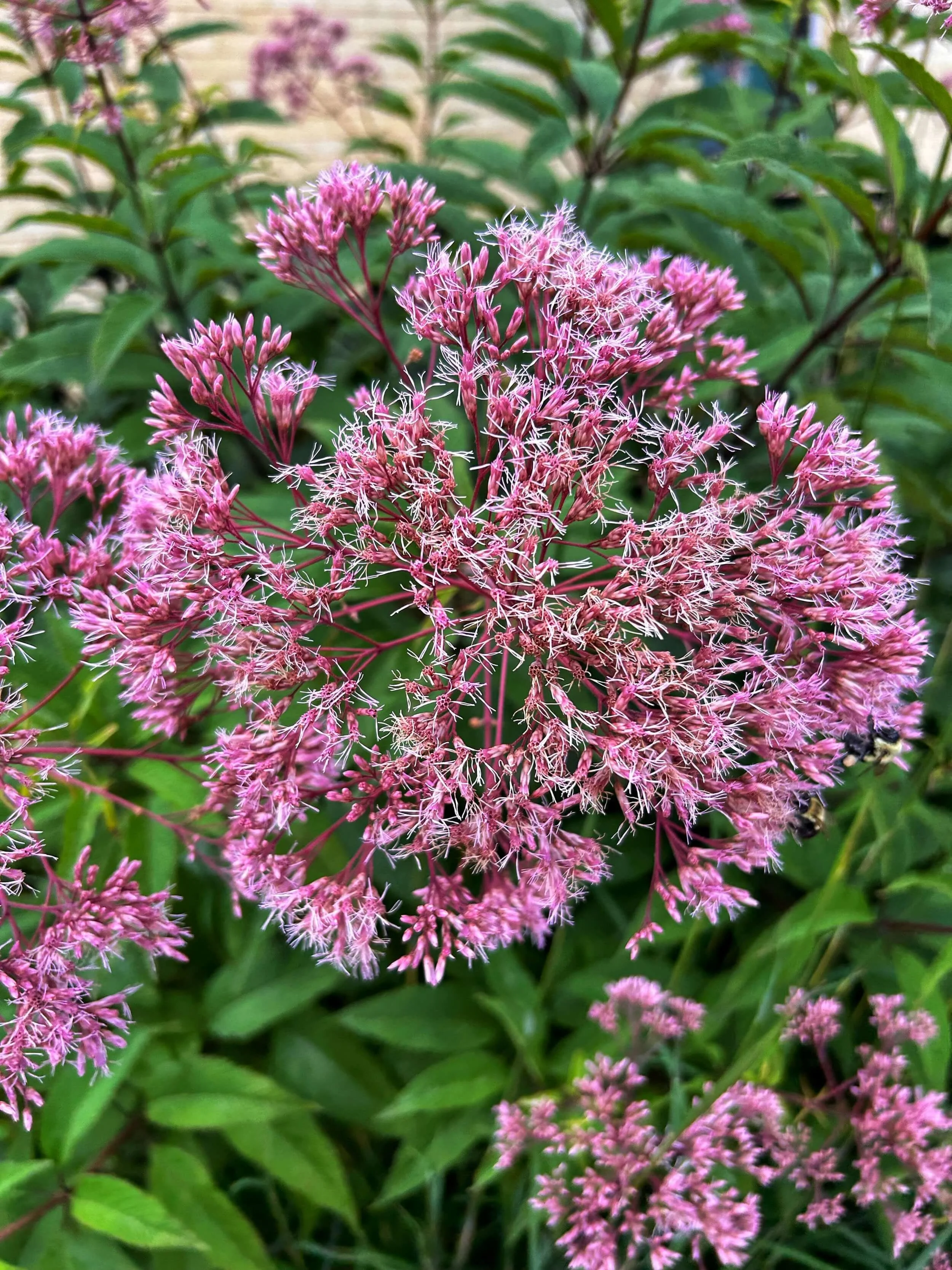 Joe Pye Weed (Eutrochium maculatum) — Plant and Bloom Design Studio