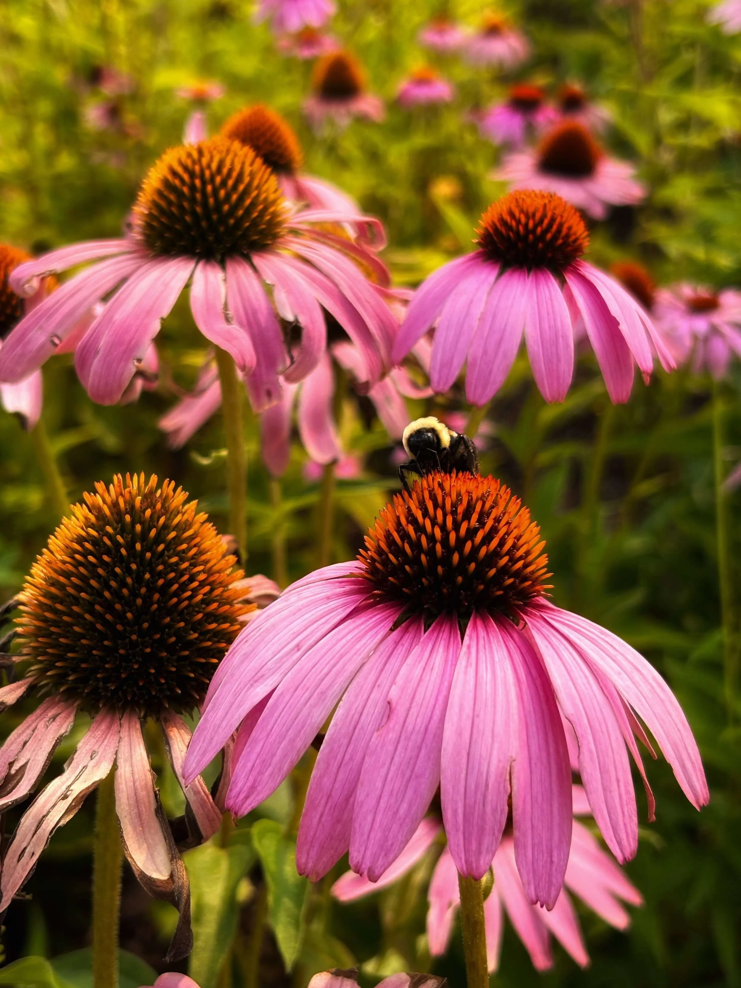 Purple Coneflower (Echinacea purpurea) — Plant and Bloom Design Studio